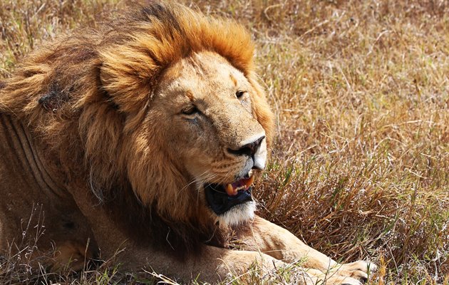 Big Five Safari & Kilimanjaro Trekking | Jysk Rejsebureau