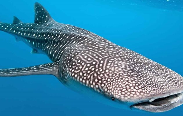 Hvalhajer og snorkeleventyr på Maldiverne l Jysk Rejsebureau