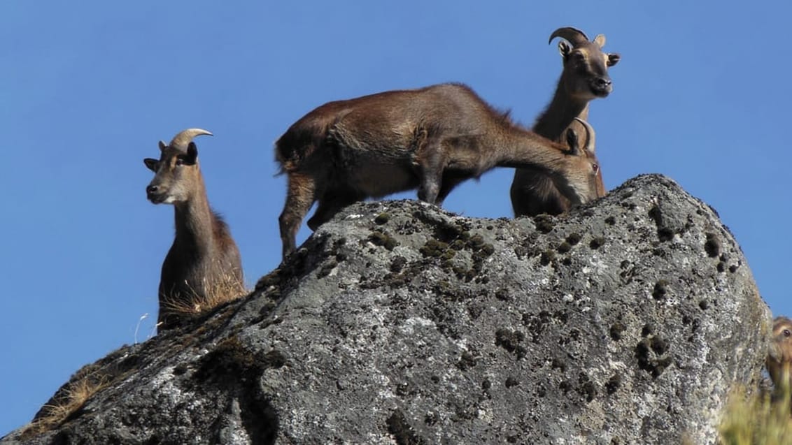 Everest Base Camp | Jysk Rejsebureau