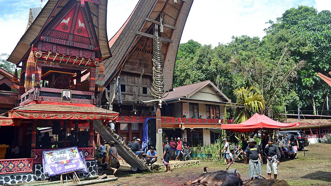 Sumatra og Sulawesi – orangutanger, jungle og Toraja-folket